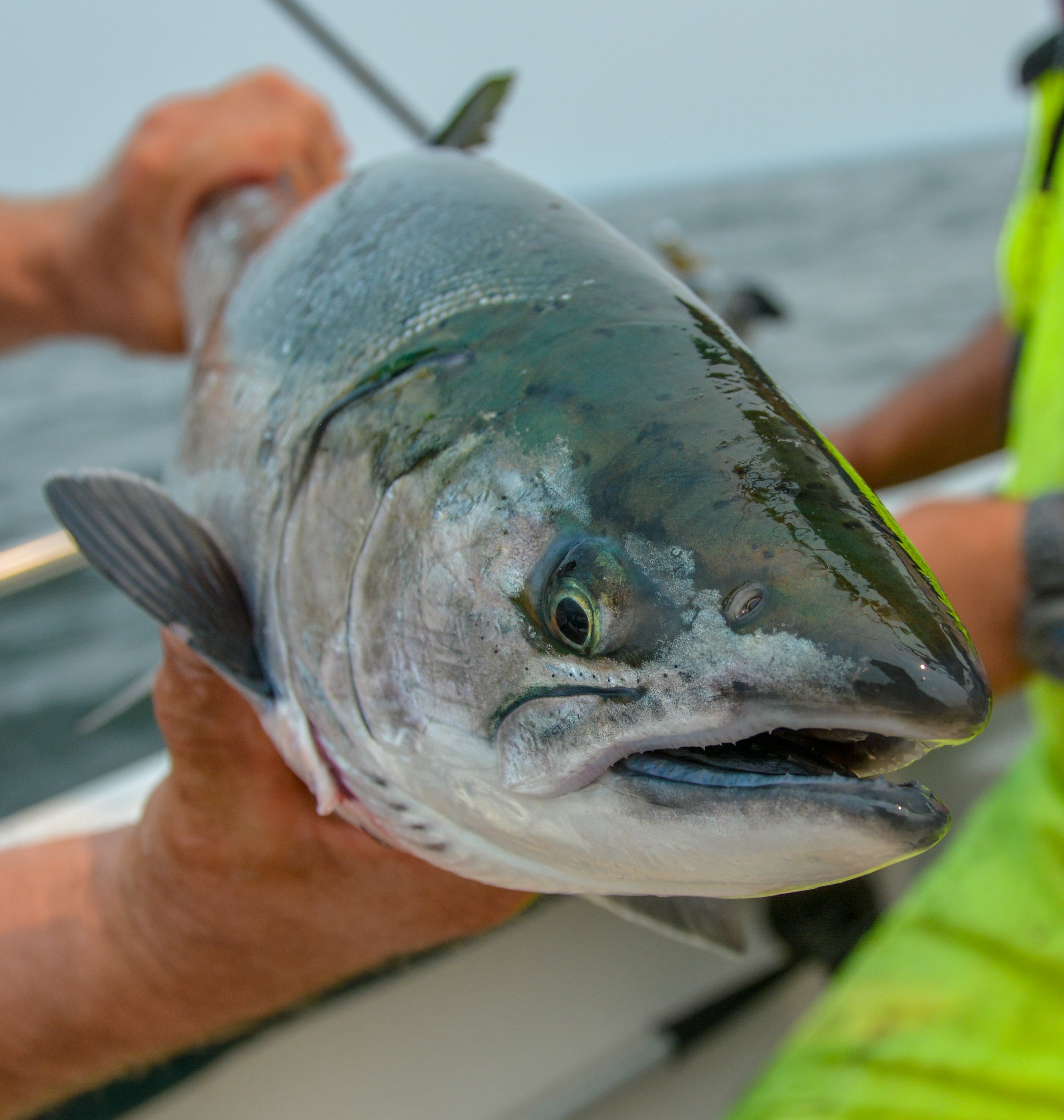 Saltwater Coho – NWFtv