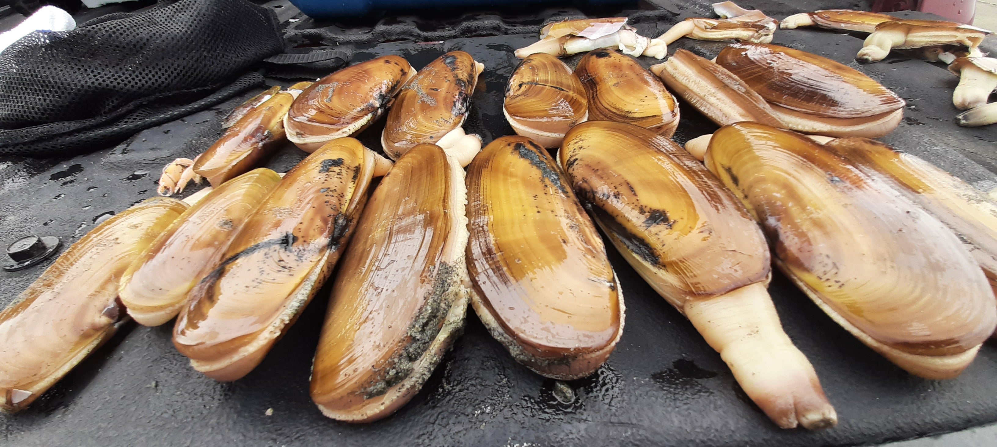 Razor Clam Forecast 2022-2023 By Hannah Pennebaker – NWFtv