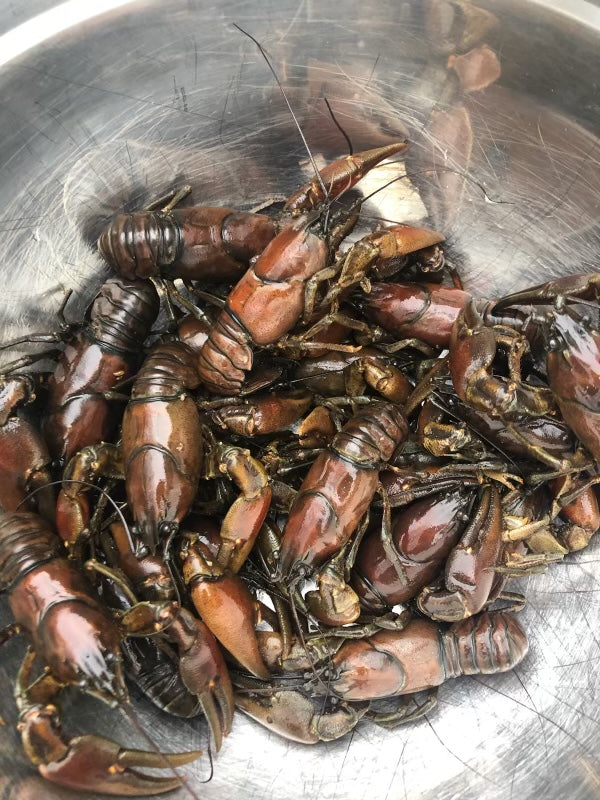 Crawdaddin’ In the Northwest – NWFtv
