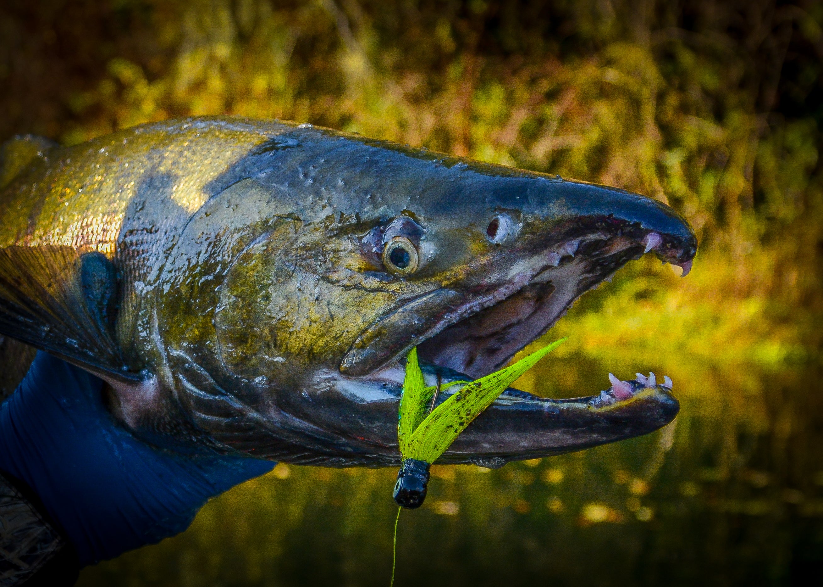 Top Chum Tactics By Jason Brooks – NWFtv