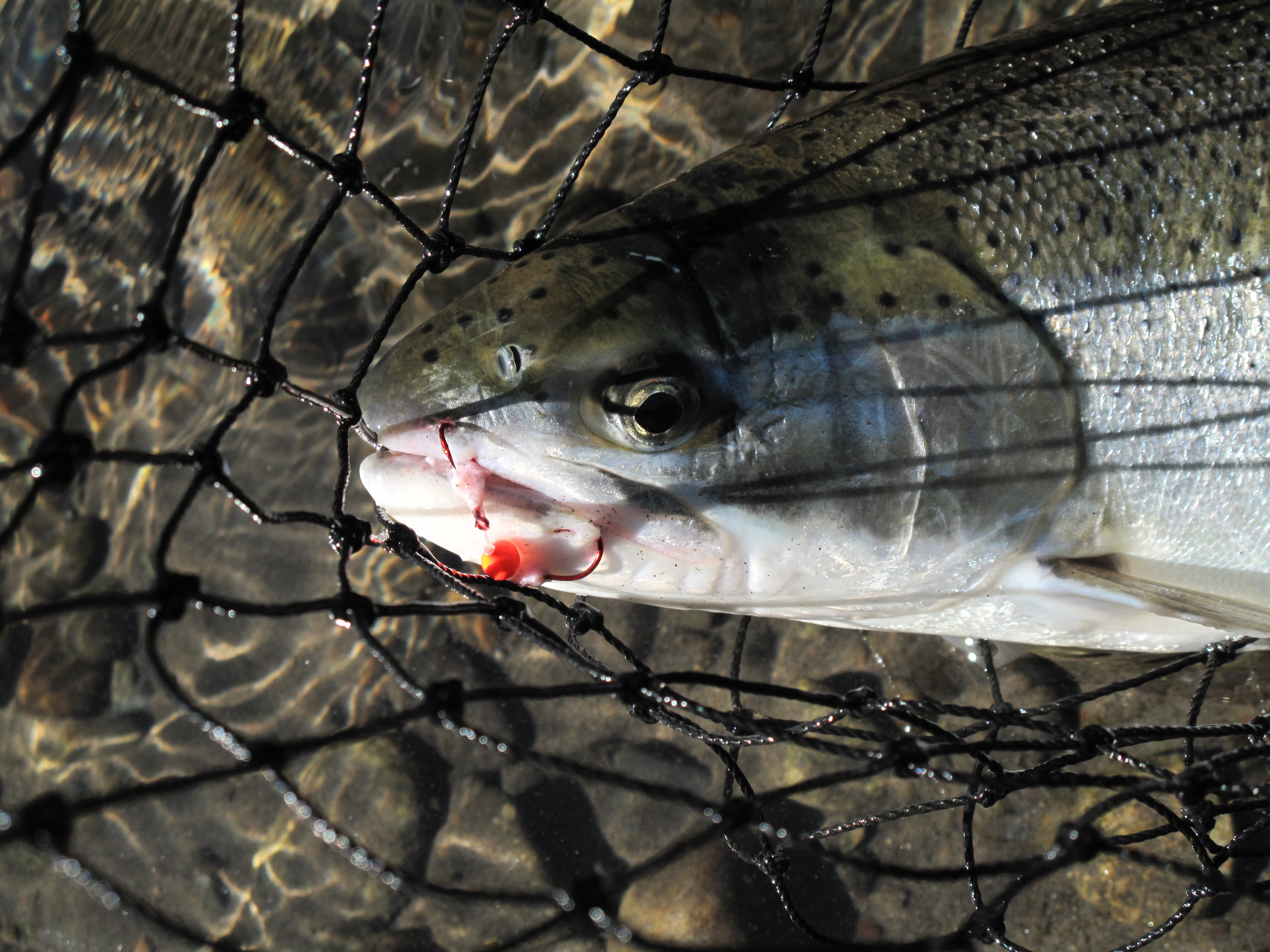 Early Winter Steelhead – NWFtv