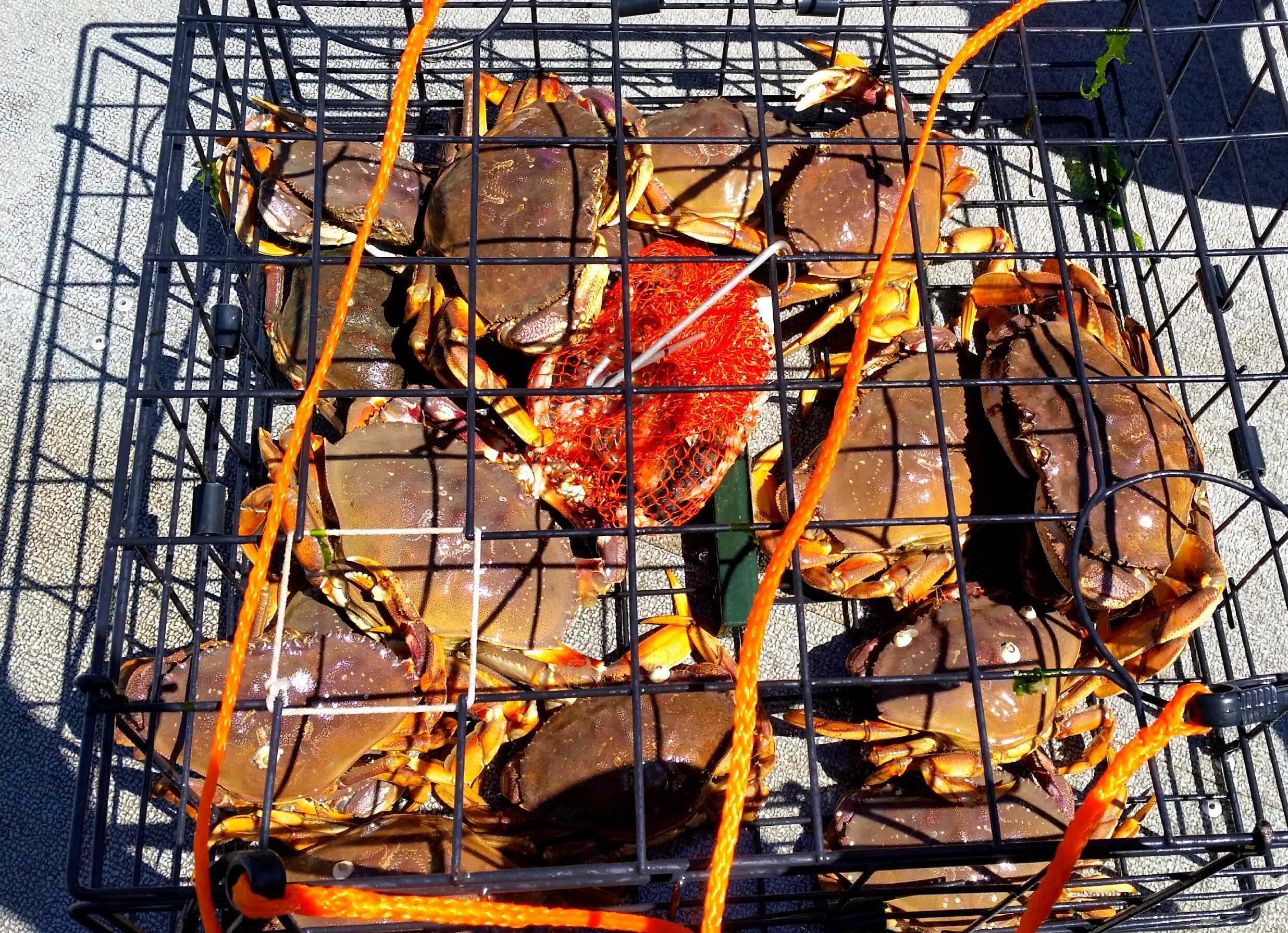 Lost Crab Pots By Randy Castello – NWFtv