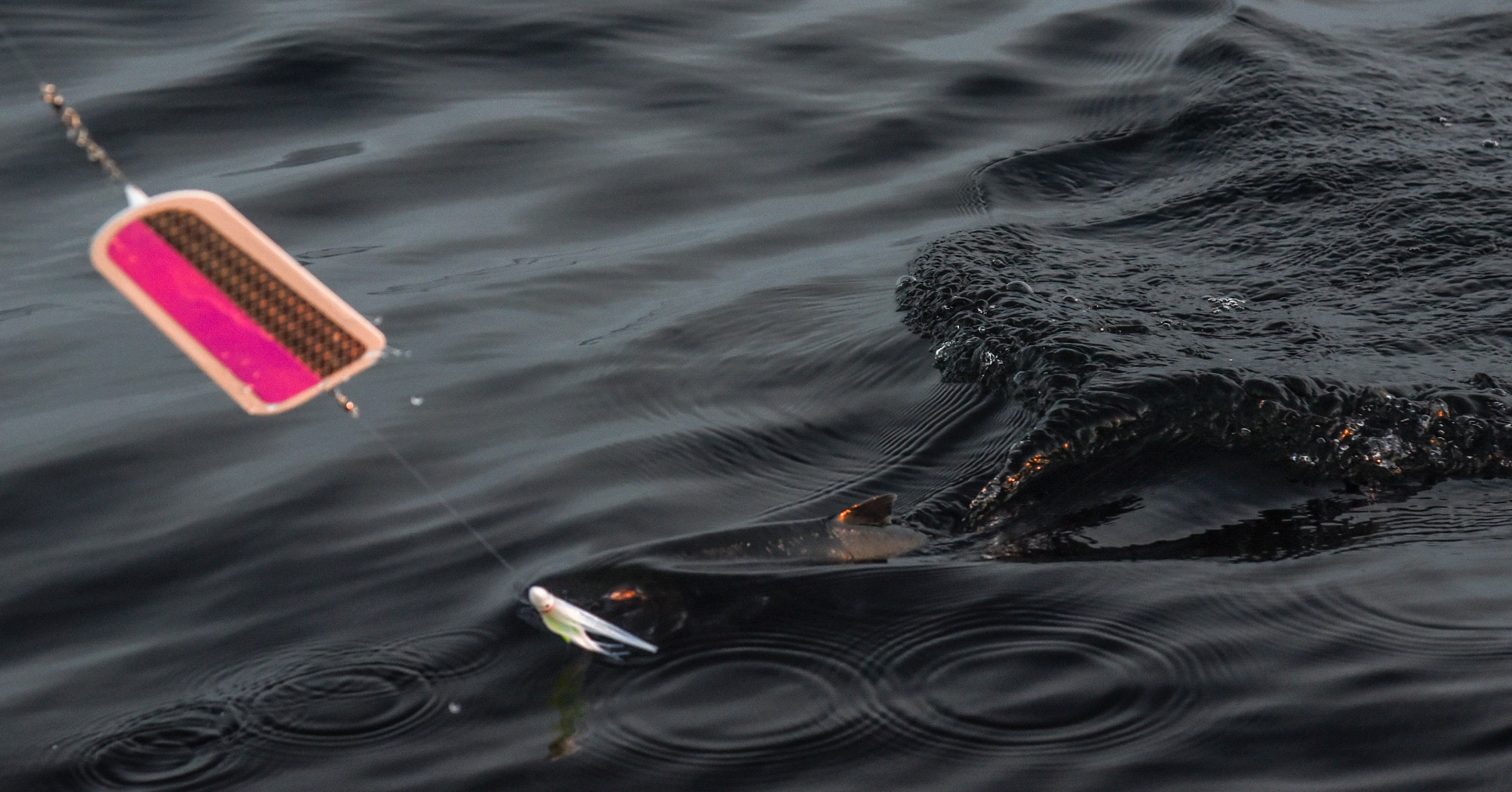 Saltwater Coho Forecast – NWFtv