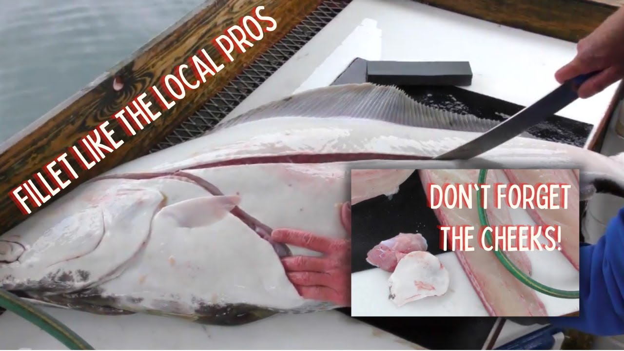How to Fillet a Halibut like a Canadian! – NWFtv